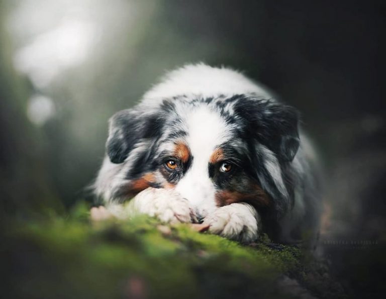 Tatlılık Konusunda Birbirleriyle Yarışan Şirin mi Şirin 50 Köpek Fotoğrafı