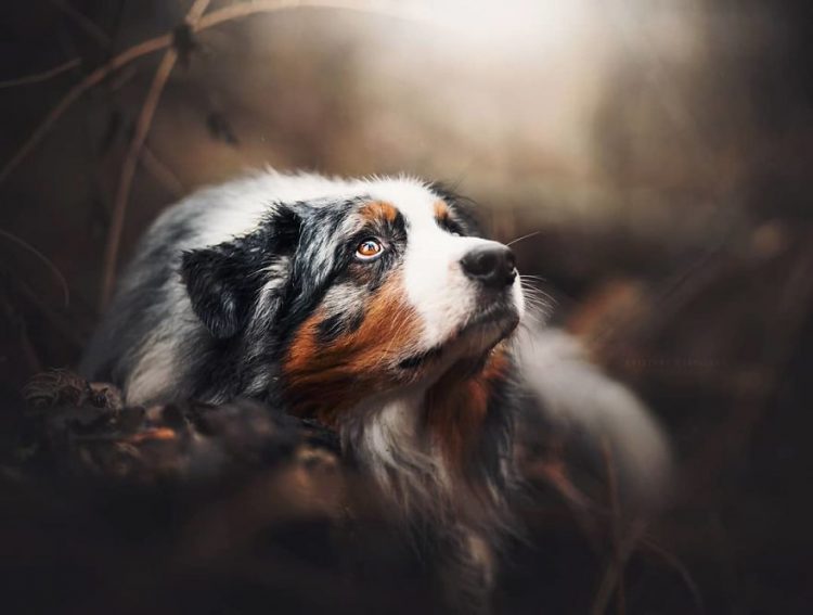 Tatlılık Konusunda Birbirleriyle Yarışan Şirin mi Şirin 50 Köpek Fotoğrafı