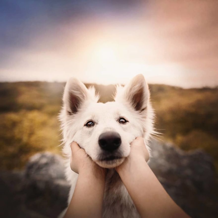 Tatlılık Konusunda Birbirleriyle Yarışan Şirin mi Şirin 50 Köpek Fotoğrafı