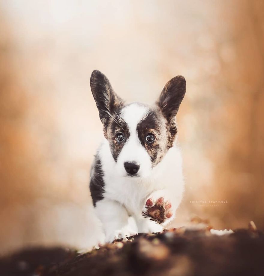 Tatlılık Konusunda Birbirleriyle Yarışan Şirin mi Şirin 50 Köpek Fotoğrafı