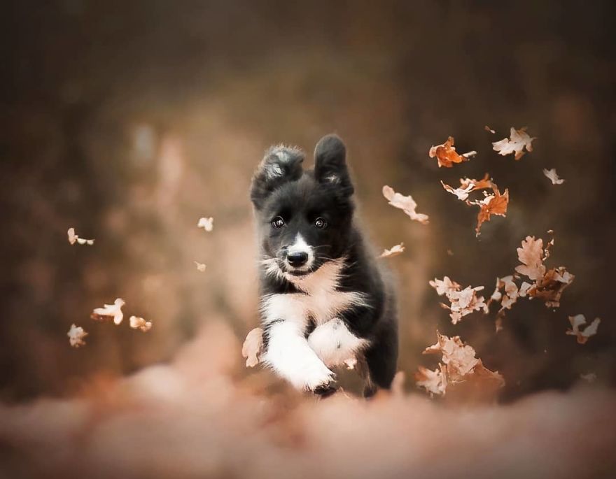 Tatlılık Konusunda Birbirleriyle Yarışan Şirin mi Şirin 50 Köpek Fotoğrafı