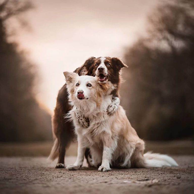 Tatlılık Konusunda Birbirleriyle Yarışan Şirin mi Şirin 50 Köpek Fotoğrafı