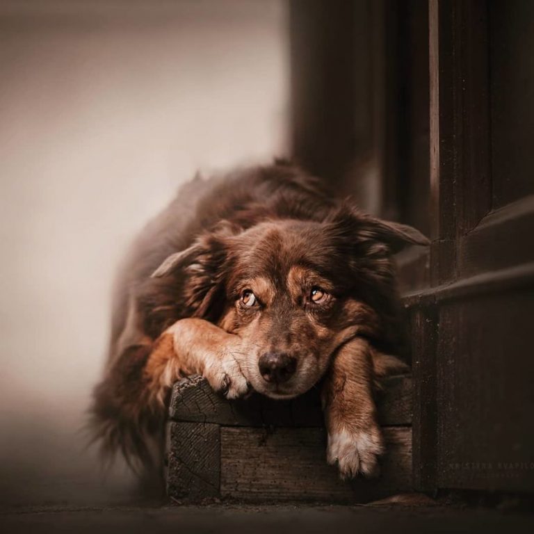 Tatlılık Konusunda Birbirleriyle Yarışan Şirin mi Şirin 50 Köpek Fotoğrafı
