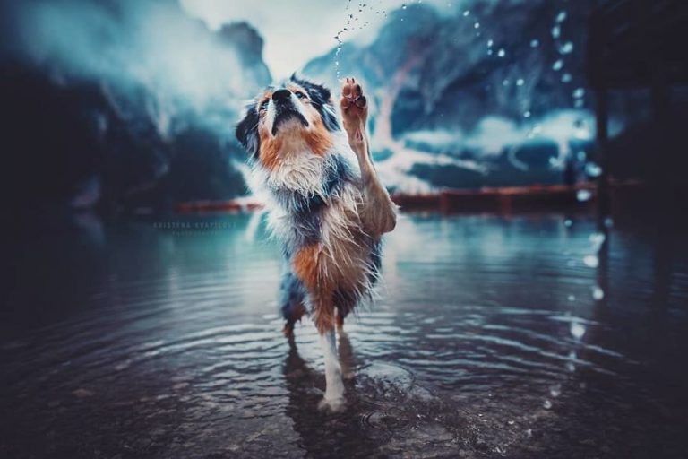 Tatlılık Konusunda Birbirleriyle Yarışan Şirin mi Şirin 50 Köpek Fotoğrafı