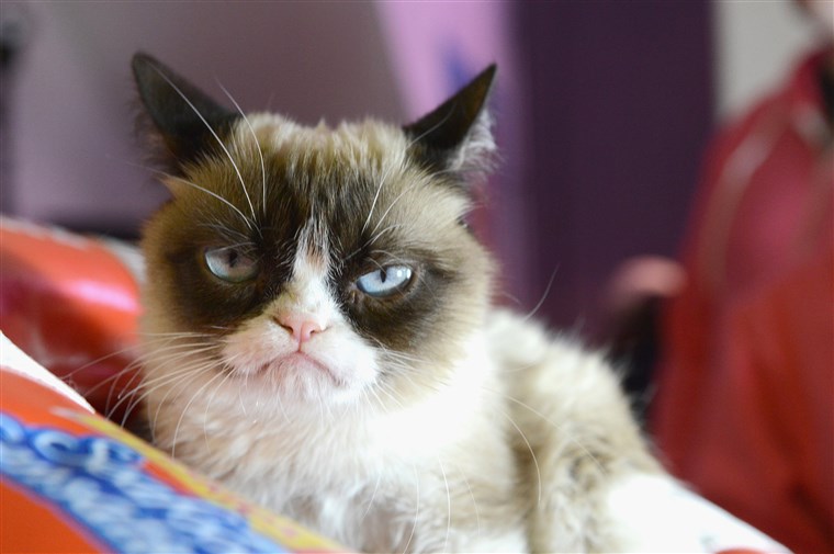 İnternetin Göz Bebeği "Grumpy Cat" Hayata Gözlerini Yumdu