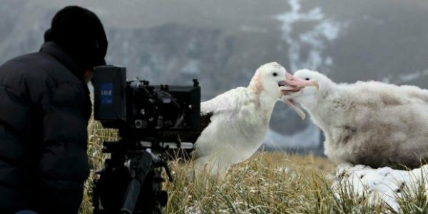 Mutlaka İzlenmesi Gereken 10 Hayvan Belgeseli