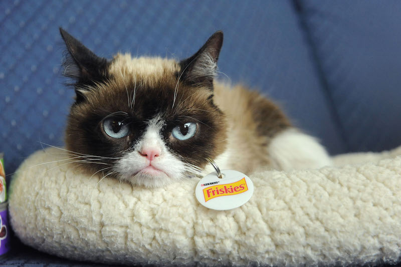 İnternetin Göz Bebeği "Grumpy Cat" Hayata Gözlerini Yumdu