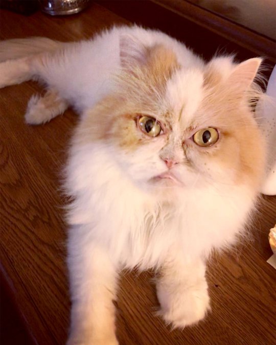 İnternet Alemini Fethetmeye Geliyor: Yeni Grumpy Cat ile Tanışın