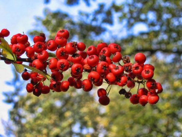 Adet Söktürücü Bitkiler, Baharatlar ve Adet Getirici Çaylar