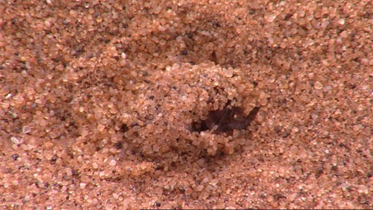 Hayvanlar Aleminden Muhtemelen Bilmediğiniz 16 Şaşırtıcı Bilgi