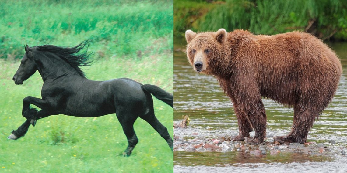 Hayvanlar Aleminden Muhtemelen Bilmediğiniz 16 Şaşırtıcı Bilgi