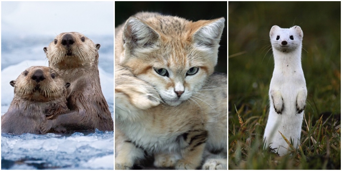 Düşündüğünüzden Daha Tehlikeli Olabilecek 20 Sevimli Hayvan