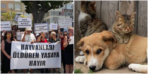 Hayvan Hakları Yasası Mücadelesi: Yasa Değişikliği Neleri Kapsıyor? Hayvan Hakları Yasası Mücadelesi: Yasa Değişikliği Neleri Kapsıyor?