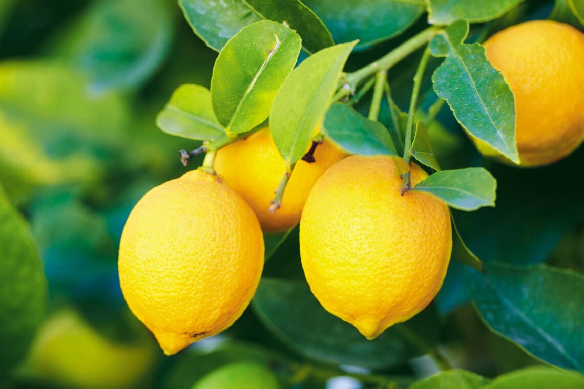 Limon Kabuğu Faydaları: Limon Kabuğu Nasıl Kullanılır?