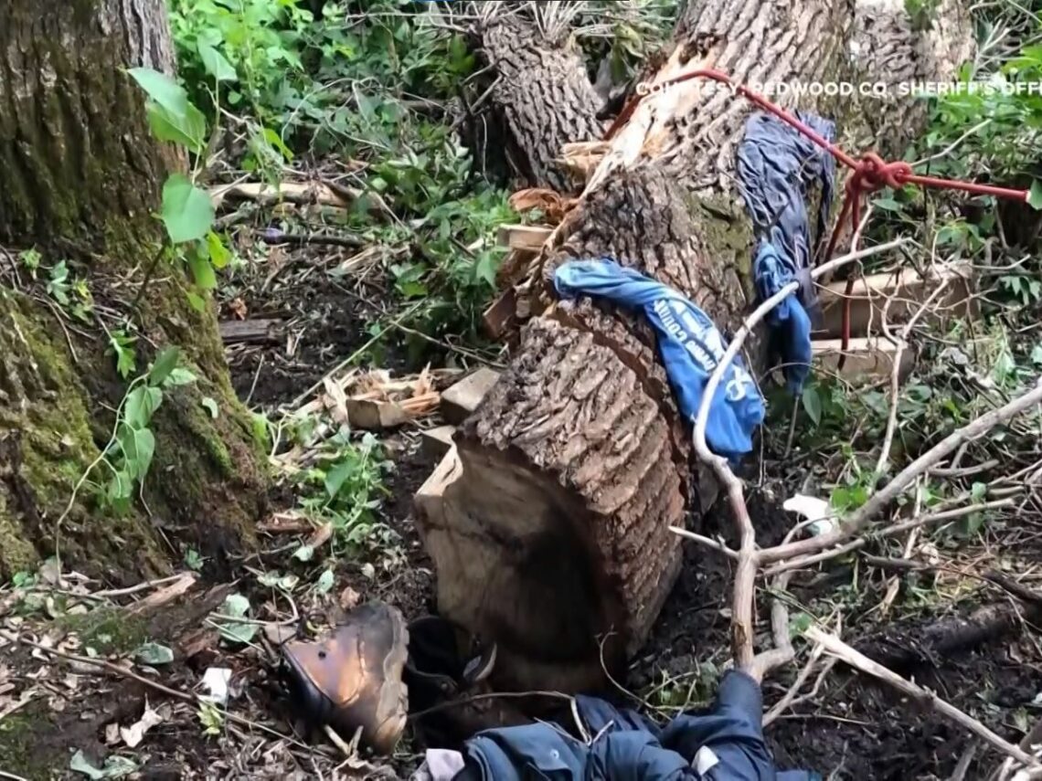 Kestiği Ağacın Altında Sıkışarak 100 Saat Hayat Mücadelesi Veren ...