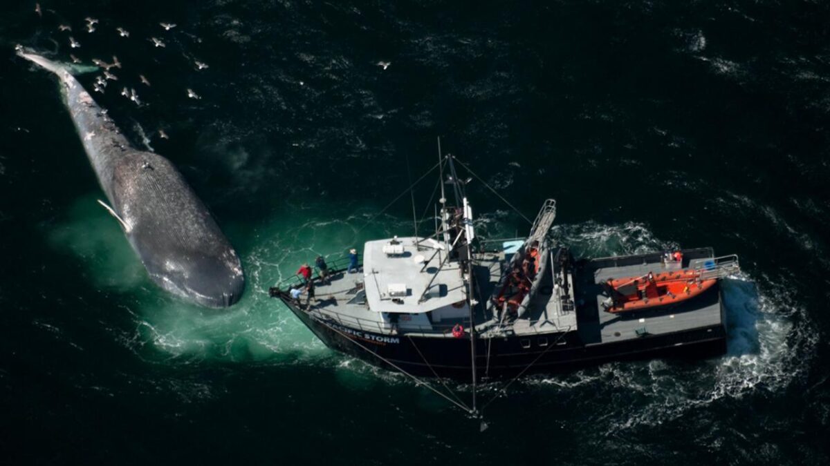 Dünyanın En Büyük Hayvanı: Mavi Balina | ListeList.com