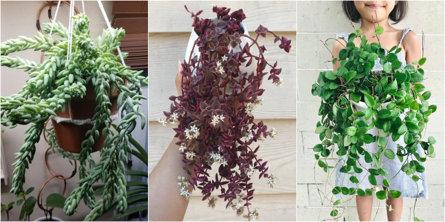 Ev Bitkileri Meraklıları Buraya: Sağlığınız İçin Faydalı Olan Ev Bitkileri