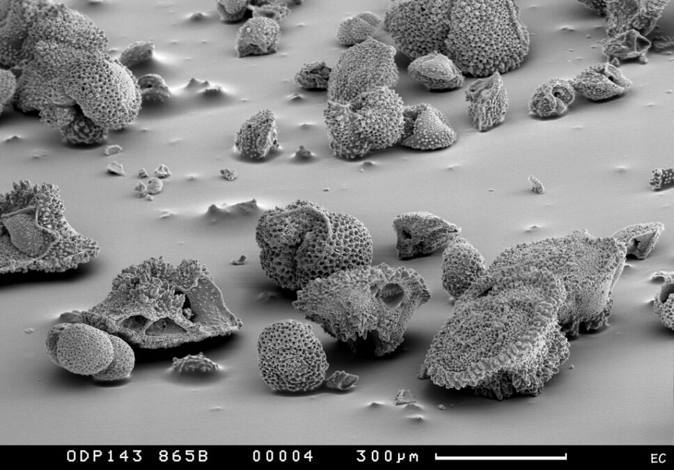 Fosiller Hakkında Öğrenir Öğrenmez Çok Şaşıracağınız 25 İlginç Bilgi