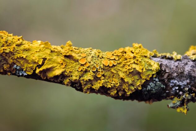 Liken: Canlılığın Oluşumunda Öncül Kabul Edilen Organizmalar