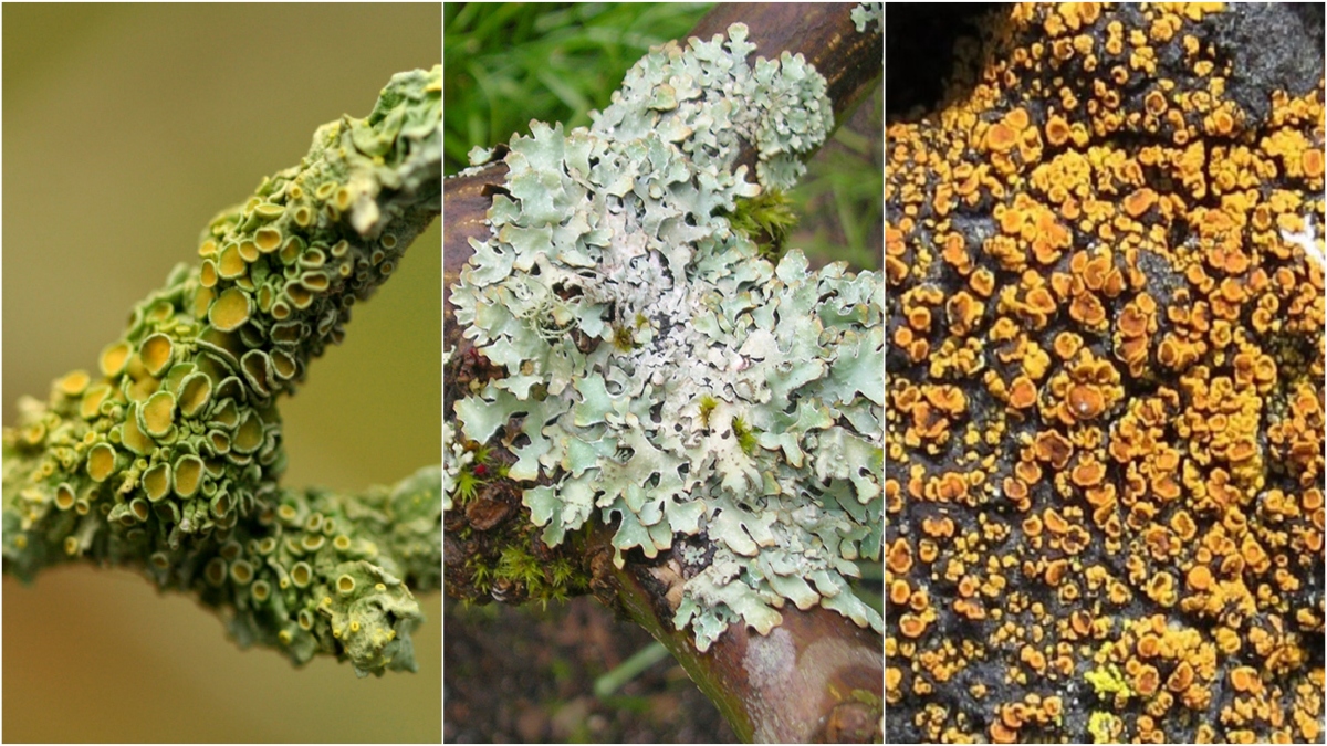 Liken: Canlılığın Oluşumunda Öncül Kabul Edilen Organizmalar