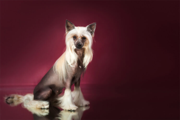 Süs Köpekleri: Birbirinden Sevimli 31 Süs Köpeği Cinsi ve Özellikleri