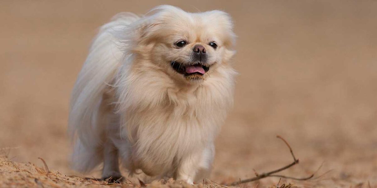 Süs Köpekleri: Birbirinden Sevimli 31 Süs Köpeği Cinsi ve Özellikleri