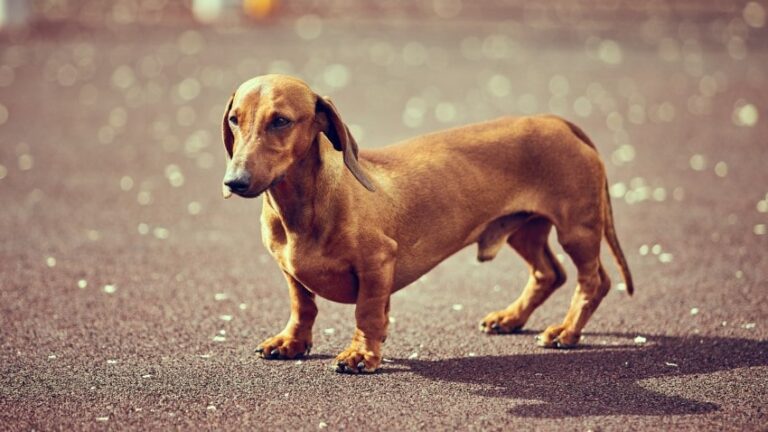 Süs Köpekleri: Birbirinden Sevimli 31 Süs Köpeği Cinsi ve Özellikleri