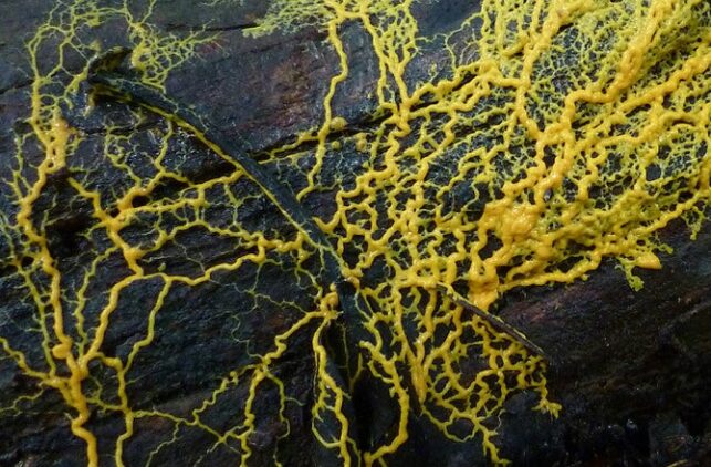 Gulielma Lister: Çalışmalarıyla Bilim Dünyasına Damga Vuran Kadın