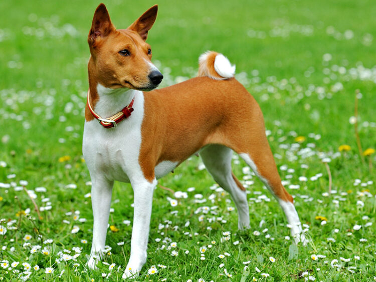 Süs Köpekleri: Birbirinden Sevimli 31 Süs Köpeği Cinsi ve Özellikleri