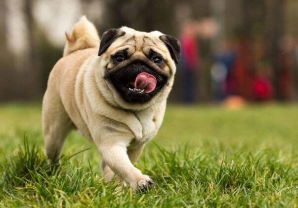 Süs Köpekleri: Birbirinden Sevimli 31 Süs Köpeği Cinsi ve Özellikleri
