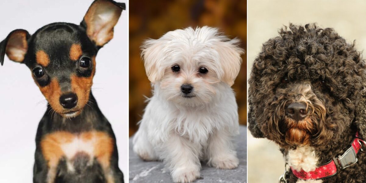 Süs Köpekleri: Birbirinden Sevimli 31 Süs Köpeği Cinsi ve Özellikleri