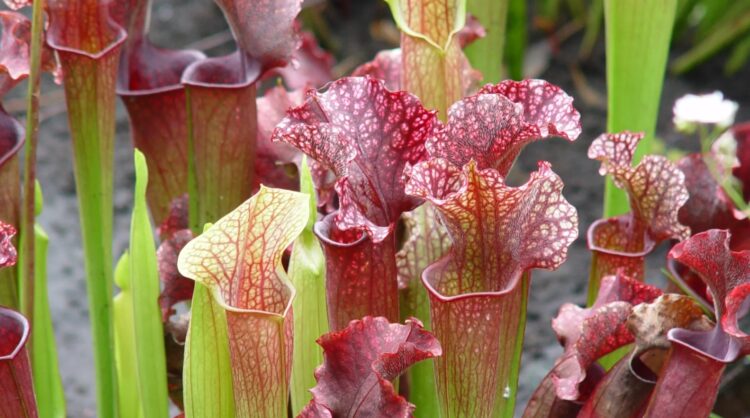 Etobur Bitkiler ve Evrim Süreçleri Hakkında Bilmeniz Gerekenler