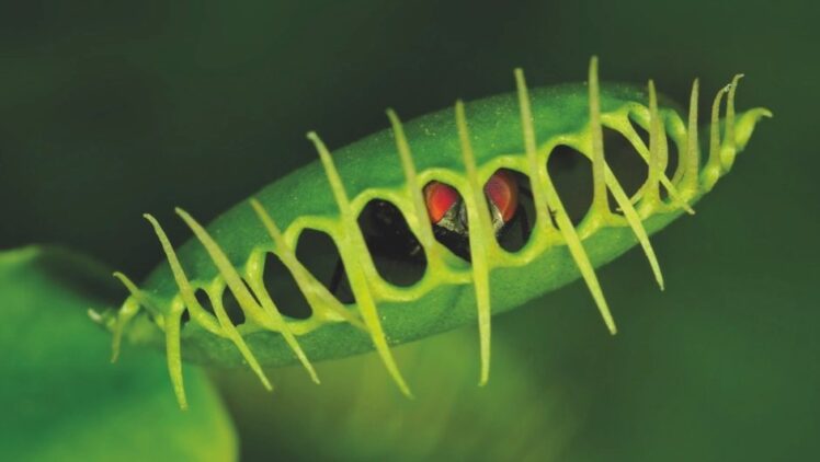 Etobur Bitkiler ve Evrim Süreçleri Hakkında Bilmeniz Gerekenler