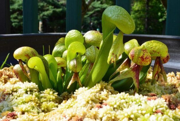 Etobur Bitkiler ve Evrim Süreçleri Hakkında Bilmeniz Gerekenler