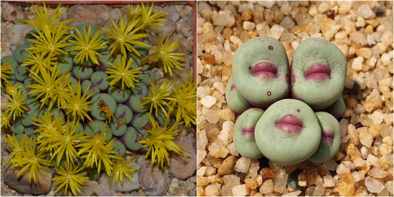 Etobur Bitkiler ve Evrim Süreçleri Hakkında Bilmeniz Gerekenler