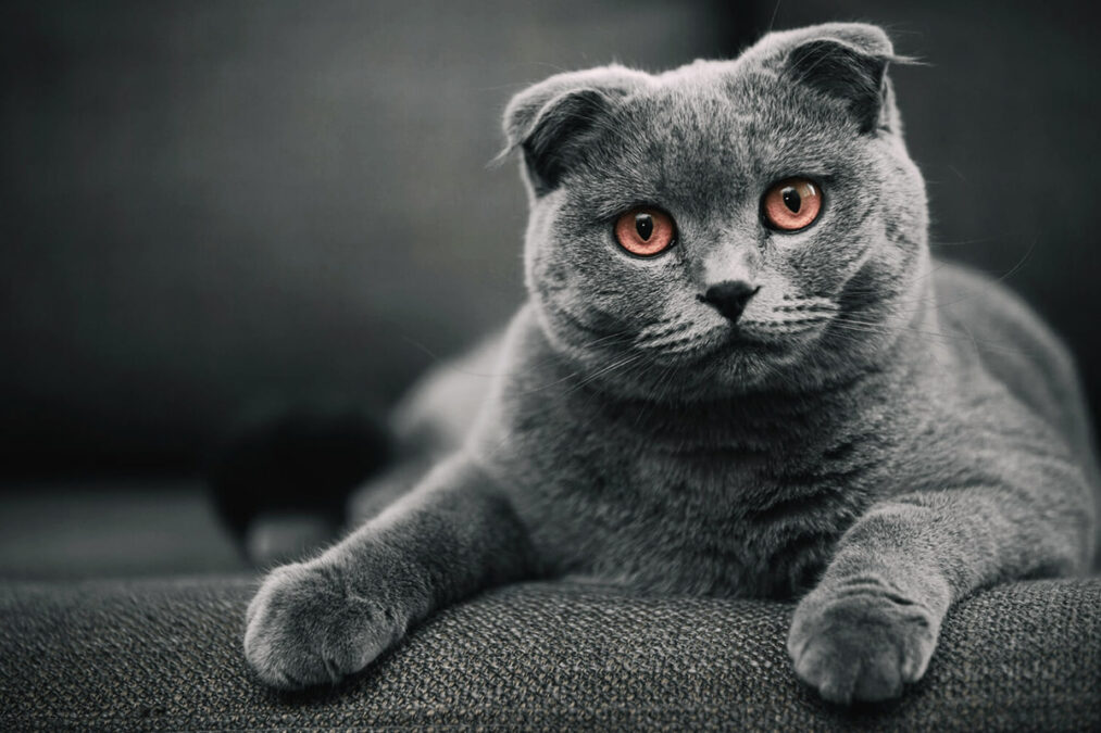 Scottish Fold Özellikleri ve Bakımı | ListeList.com