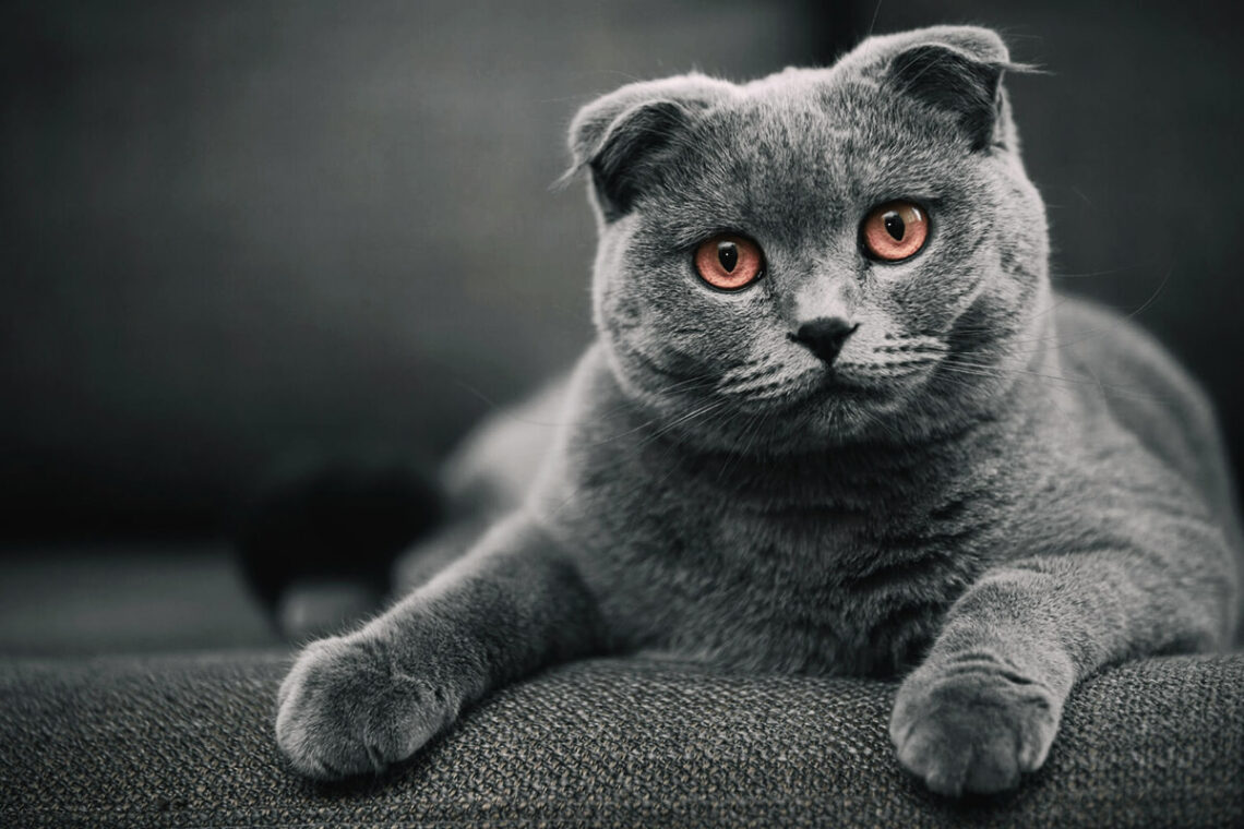 Scottish Fold Özellikleri ve Bakımı | ListeList.com