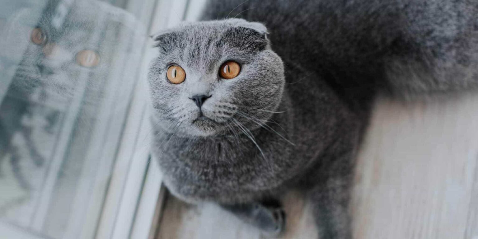 Scottish Fold Özellikleri ve Bakımı | ListeList.com