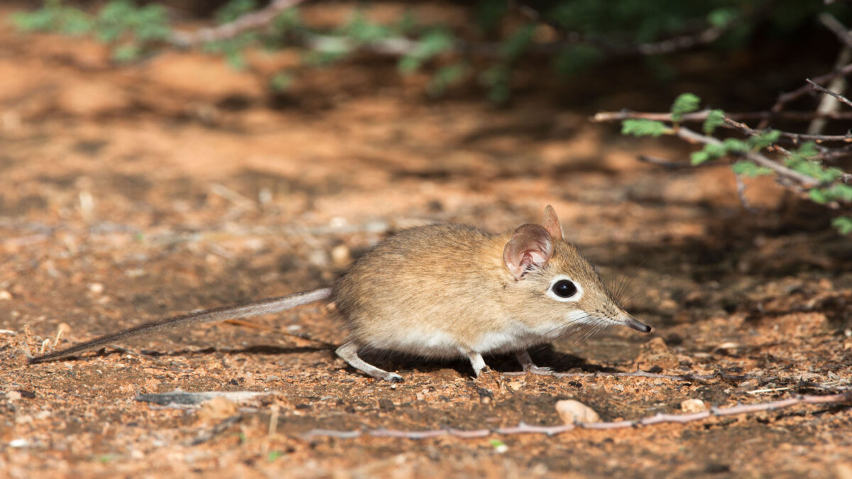 Çin'de Ortaya Çıkan Langya Virüsü Hakkında Bilmeniz Gerekenler