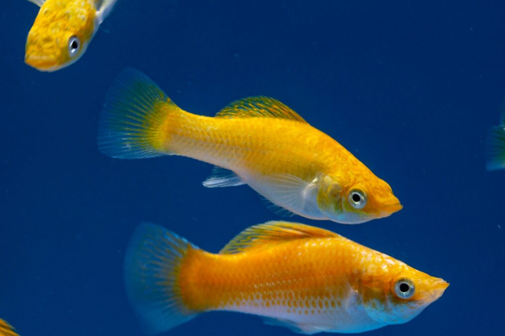 Moli Balığı Özellikleri Nelerdir? Moli Balığı Bakımı Nasıl Yapılır?