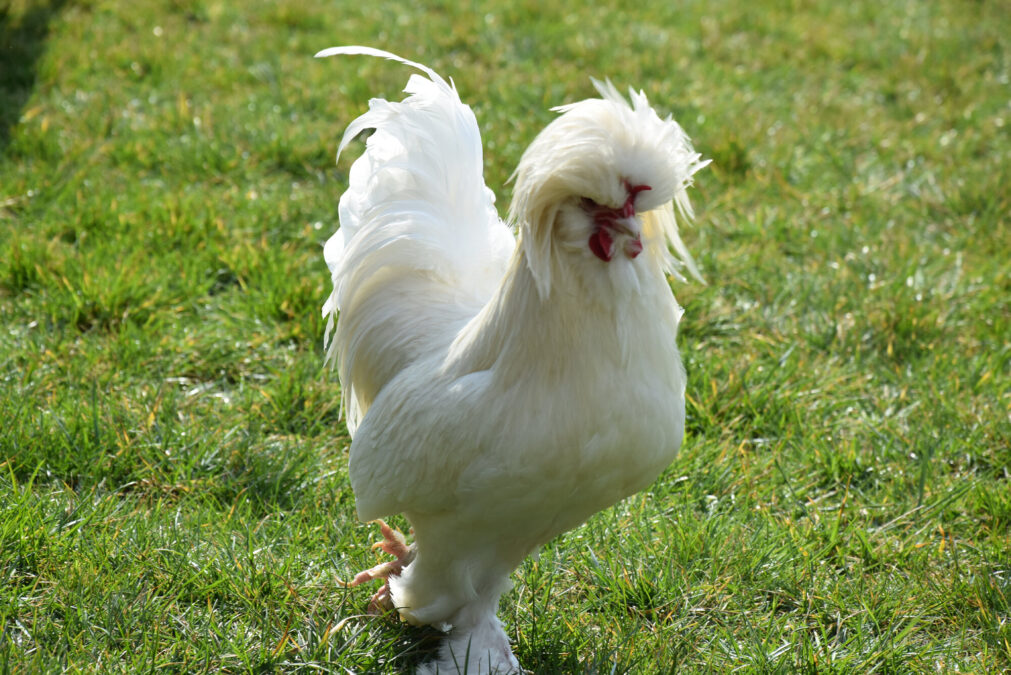 Tavuk Çeşitleri ve Cinslerinin Özellikleri Nelerdir? | ListeList.com