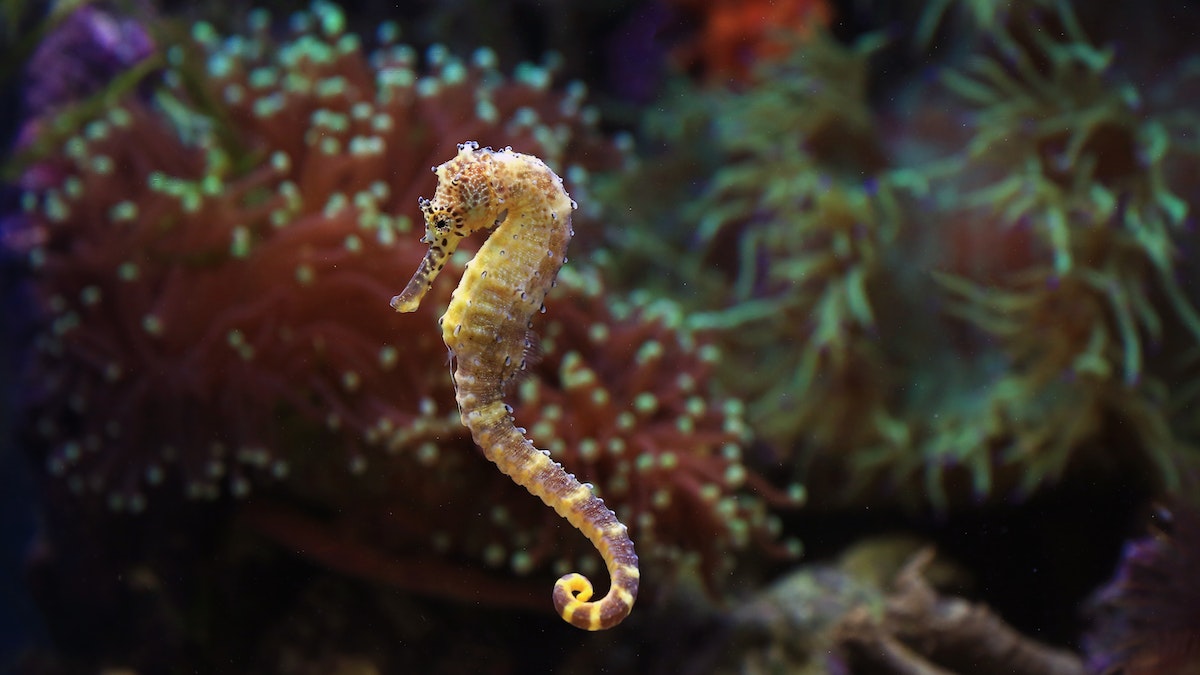 Denizatı Özellikleri Nelerdir? Nasıl Çiftleşirler? | ListeList.com