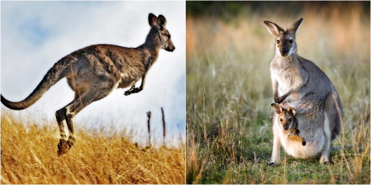 Kangurular Hakkında 13 Şaşırtıcı Gerçek | ListeList.com