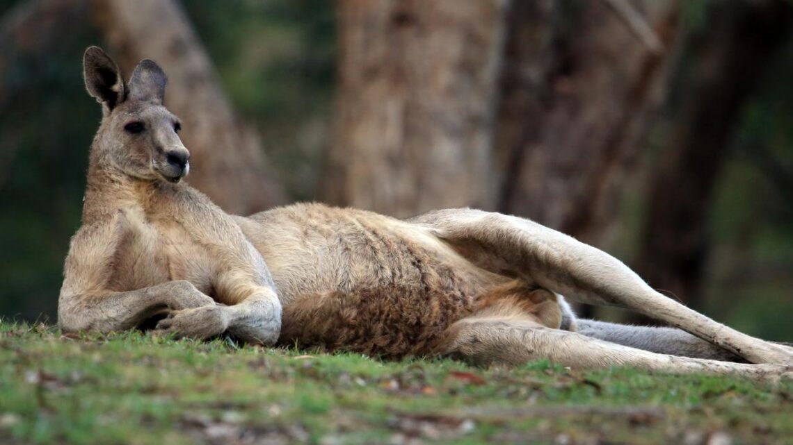 Kangurular Hakkında 13 Şaşırtıcı Gerçek | ListeList.com