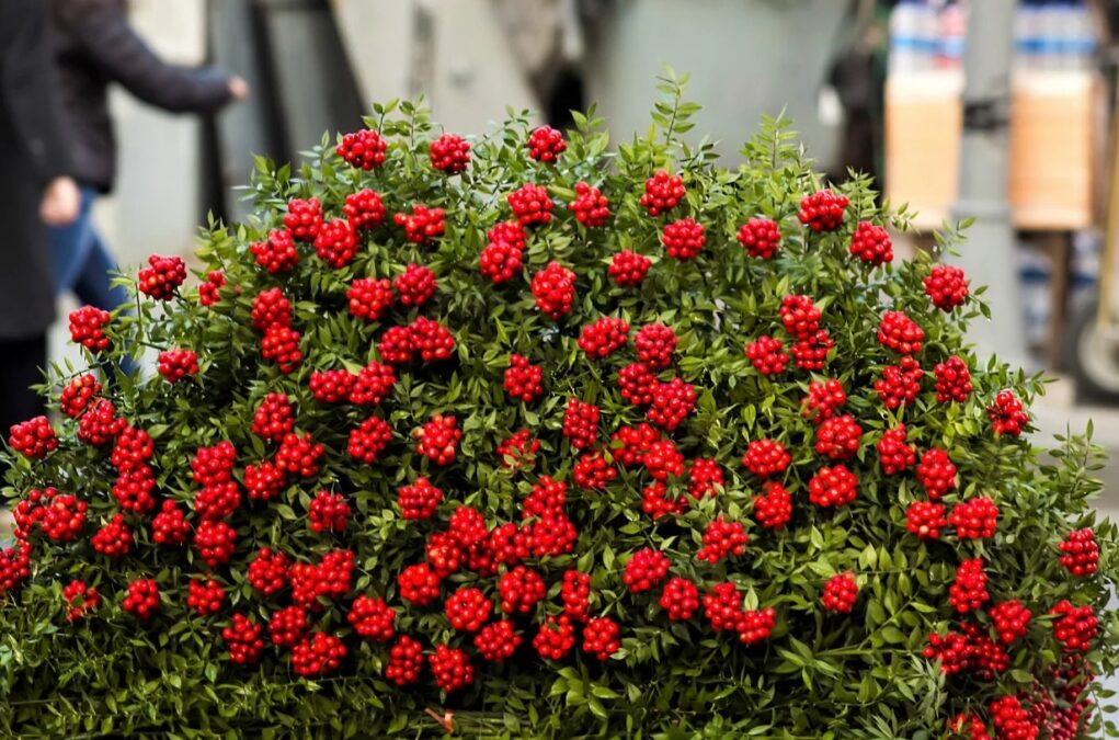 Kokina Çiçeği Nedir? Hikayesi, Bakımı ve Yapımı | ListeList.com