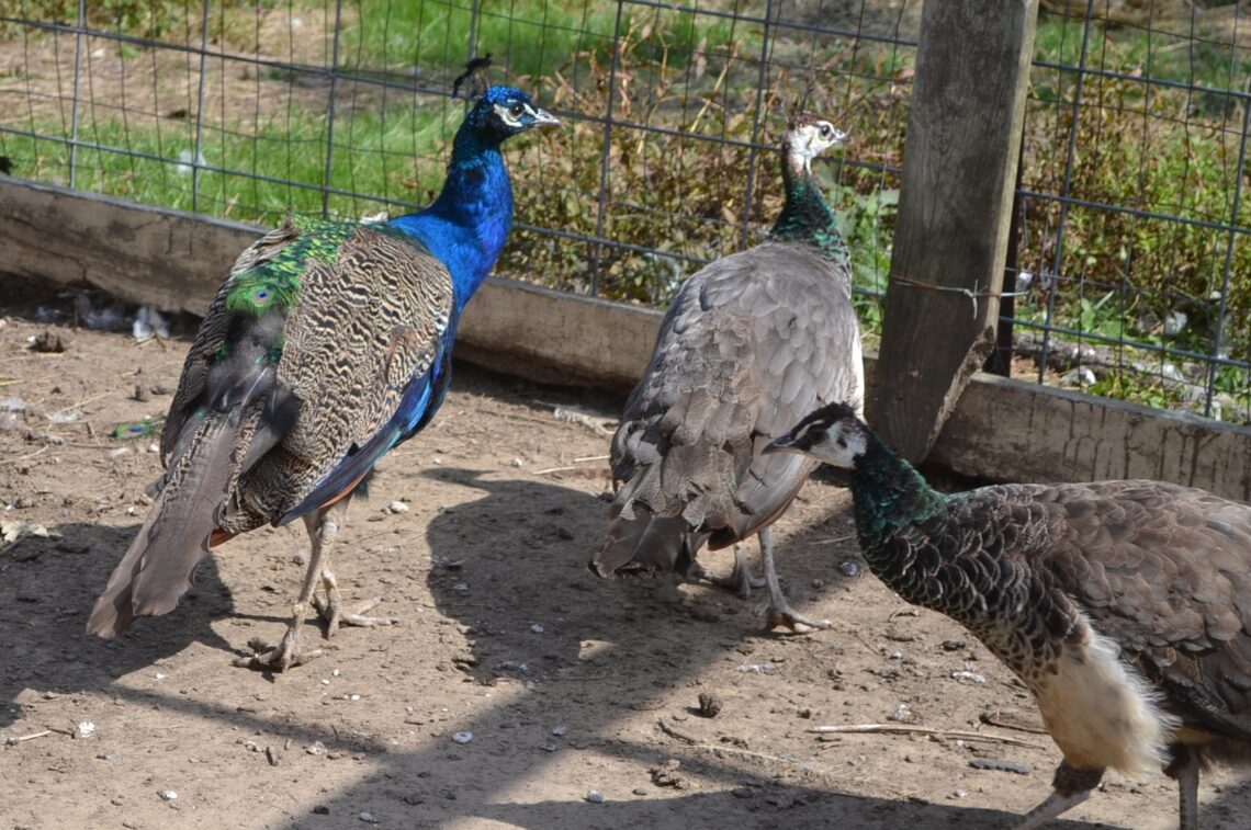 Tavus Kuşları Hakkında 10 İnanılmaz Gerçek | ListeList.com