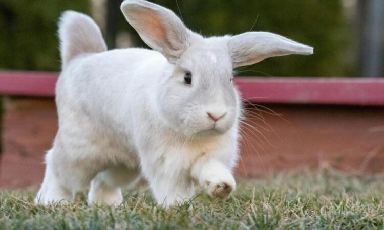 Tavşanlar Hakkında Muhtemelen Daha Önce Duymadığınız 11 Bilgi