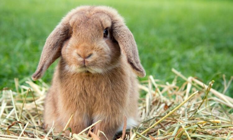 Tavşanlar Hakkında Muhtemelen Daha Önce Duymadığınız 11 Bilgi