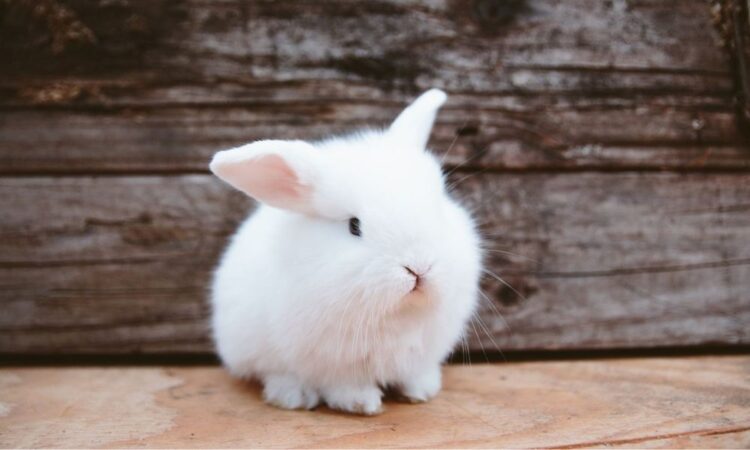 Tavşanlar Hakkında Muhtemelen Daha Önce Duymadığınız 11 Bilgi