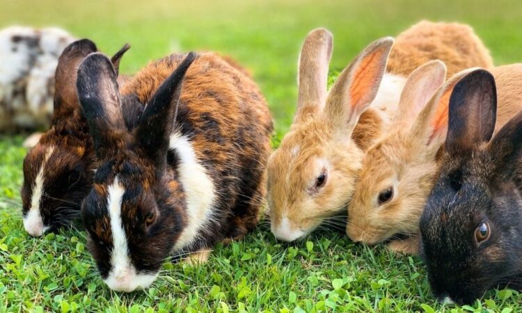 Tavşanlar Hakkında Muhtemelen Daha Önce Duymadığınız 11 Bilgi